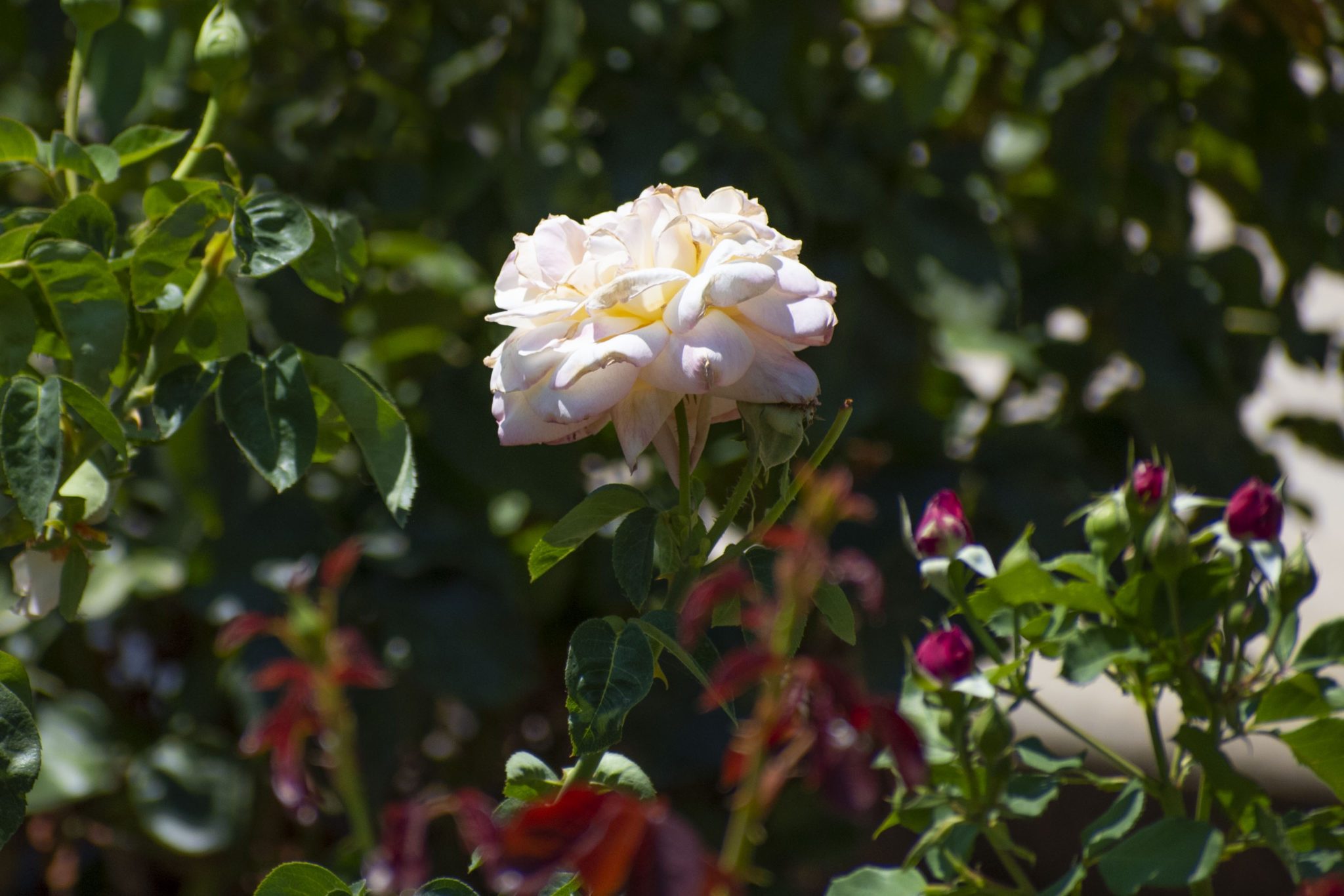 Deputy Jeffrey Mitchell - SCDSA